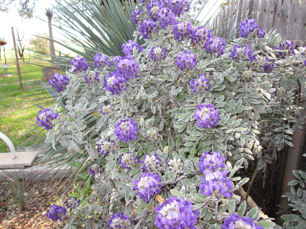 Silver Peso mountain laurel