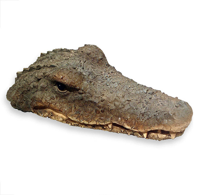 Floating Crocodile Head, 12 Inches - Contemporary - Garden Statues And ...