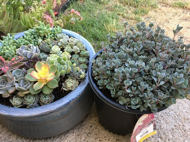 Sedum ‘Blue Elf’