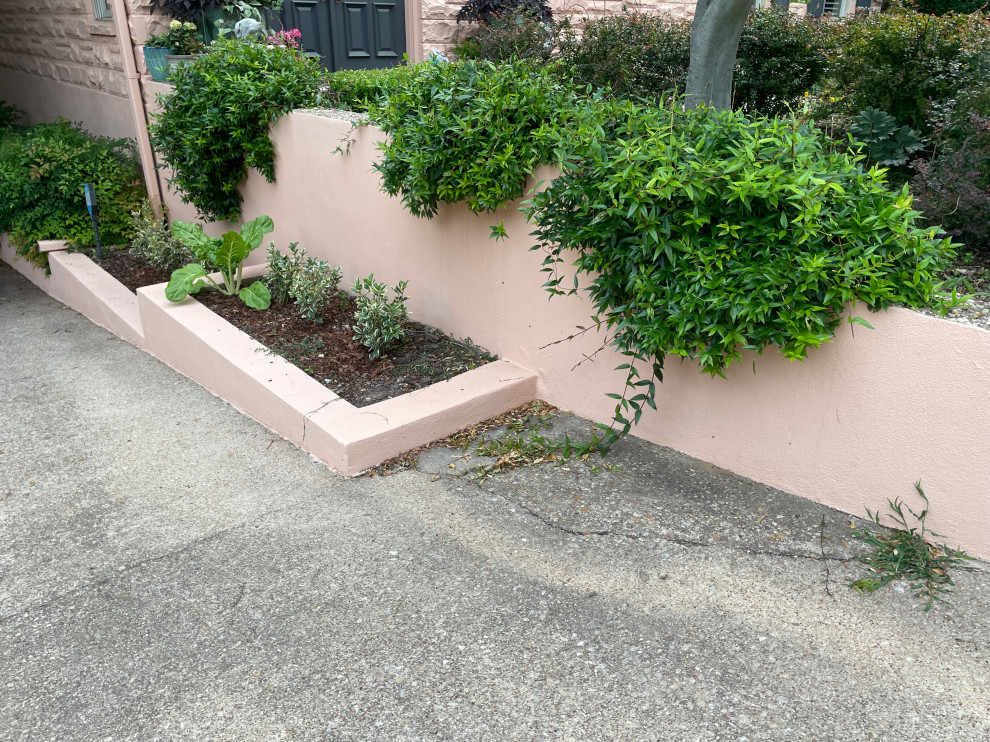 Climbing rose, used as spiller over retaining wall. Recs needed