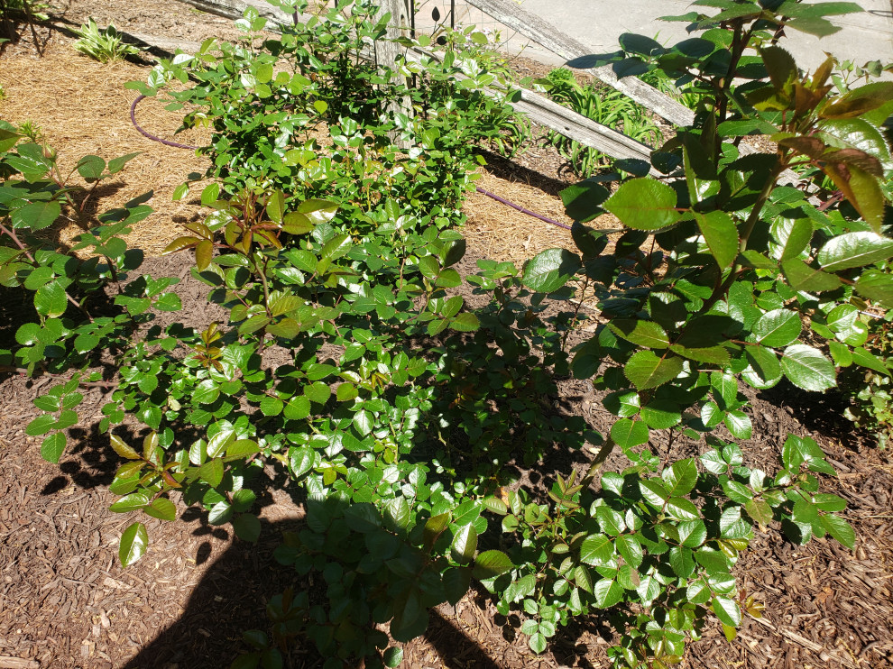 Healthy Bush, Obnoxious Color?