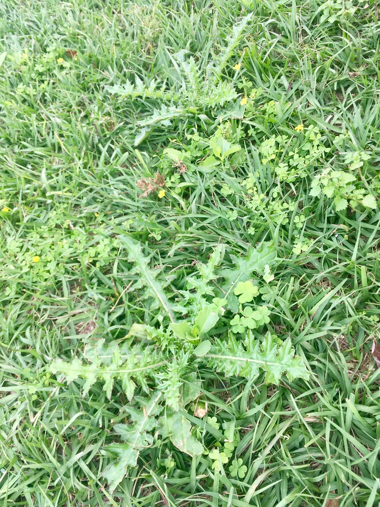 Stinging Nettles are taking over my lawn