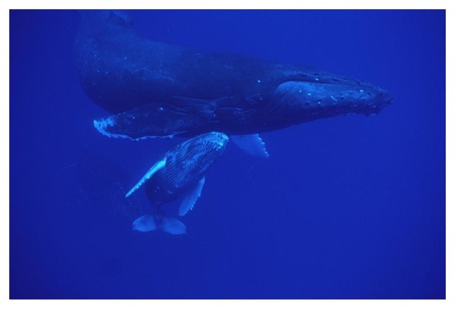 Humpback Whale Friendly Mother And Calf Followed By Male Escort, Maui ...