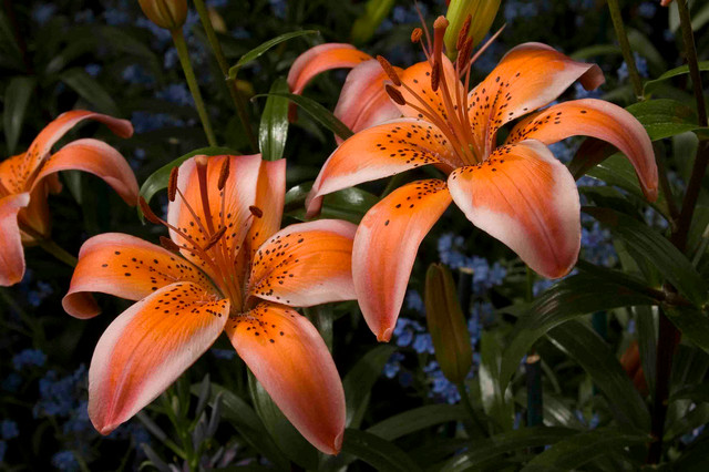 Asiatic hybrid Lily - Traditional - Landscape - New York - by The New ...