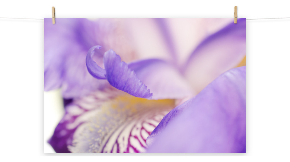 Soft Focus Iris Petals Nature Photo, Floral Unframed Wall Art Print, 8 ...