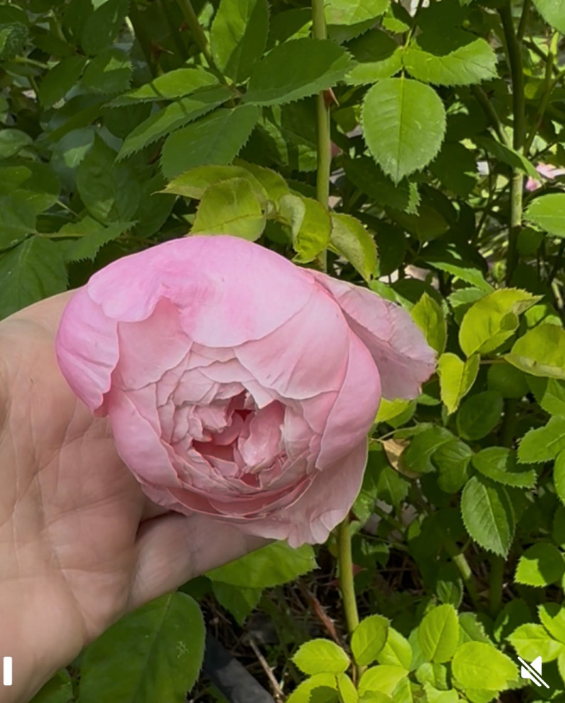 Help me id this mystery rose | Houzz Forum