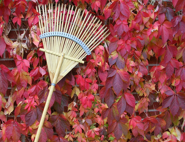 Your November Garden Checklist
