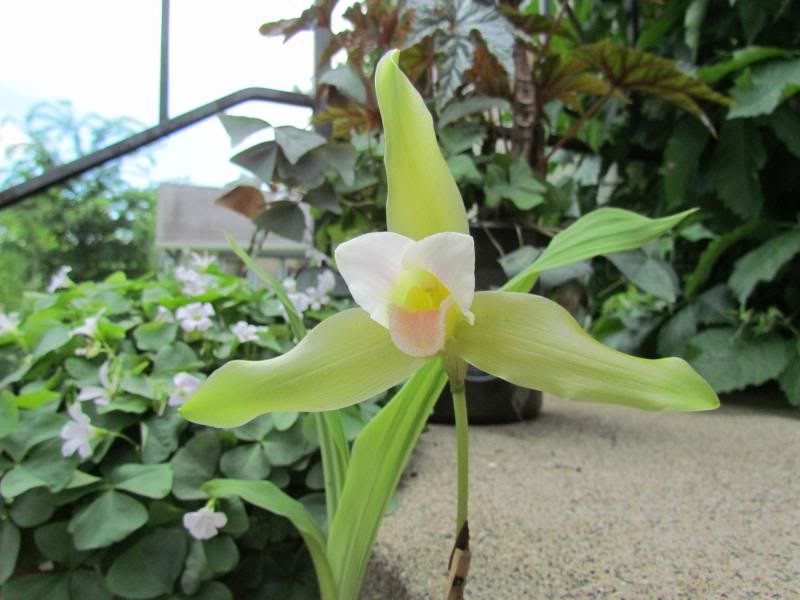 Lycaste hybrid