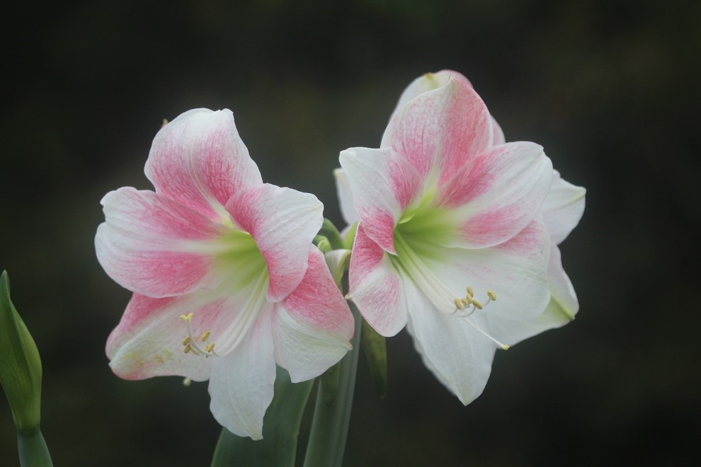 Rosy Star from Royal Colours