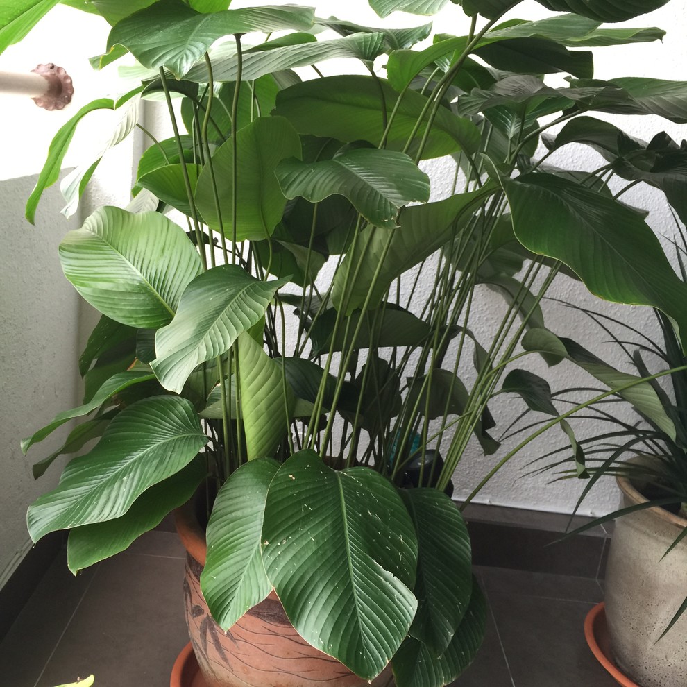 Tropical Plant Identification