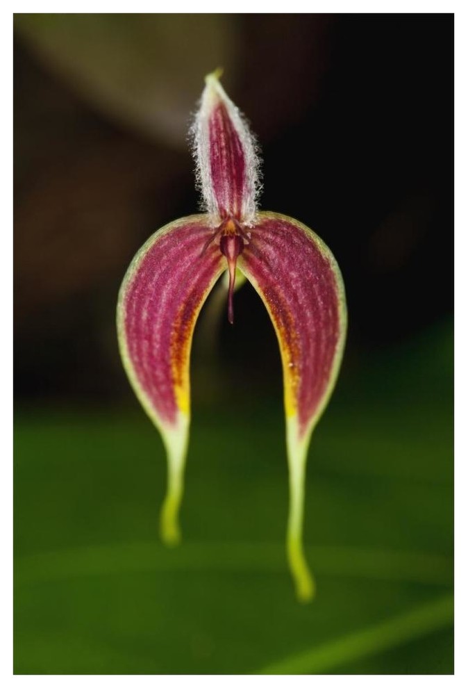"Orchid flower, Sabah, Borneo, Malaysia" Print by Christian Ziegler, 14 ...