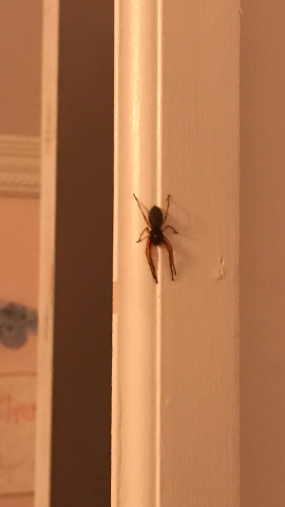 Please help identify this bug / Long Island, NY