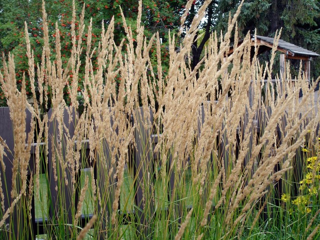 5 Hot Cool-Season Grasses