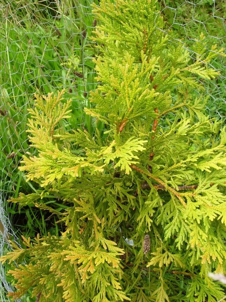 Thujopsis dolabrata 'Aurea' summer photo