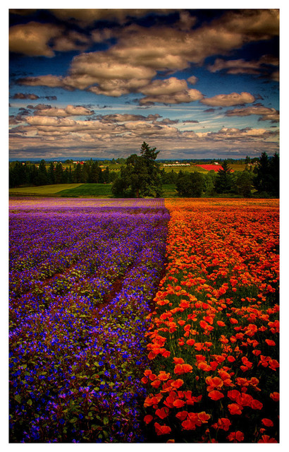 Nicholas Bielemeier Pratum Poppy Fields Art Print, 24"x36" - Contemporary - Fine Art Prints - by ...