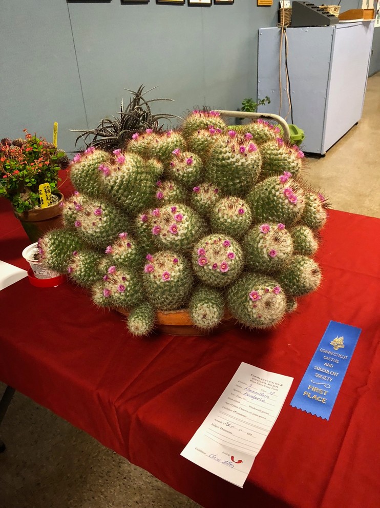 Connecticut Cactus & Succulent Show
