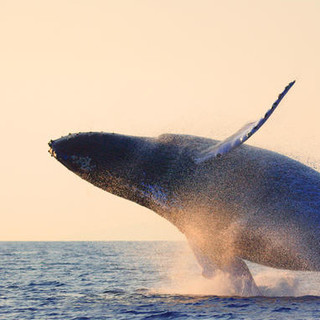 MOMO INTERIOR DESIGN - Project Photos & Reviews - Boulder, CO US | Houzz