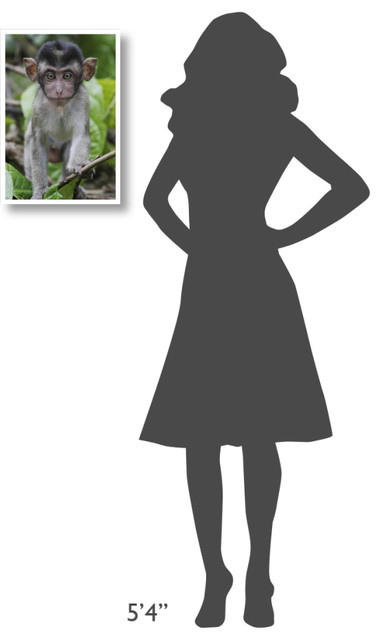 "Long-tailed Macaque baby, Saba, Malaysia" Print by Hiroya Minakuchi ...