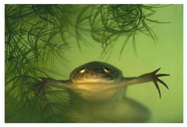 "African Clawed Frog aquatic, native to Africa" Paper Art, 20"x14", 32 ...