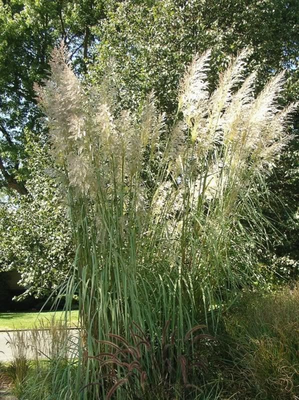 Ravenna Grass puts on a show!