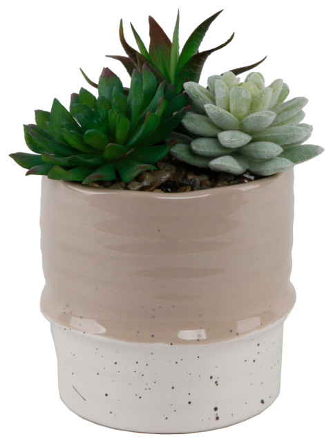 Succulent Mix In Two Tone Ceramic Planter,Cream/Beige - Transitional ...