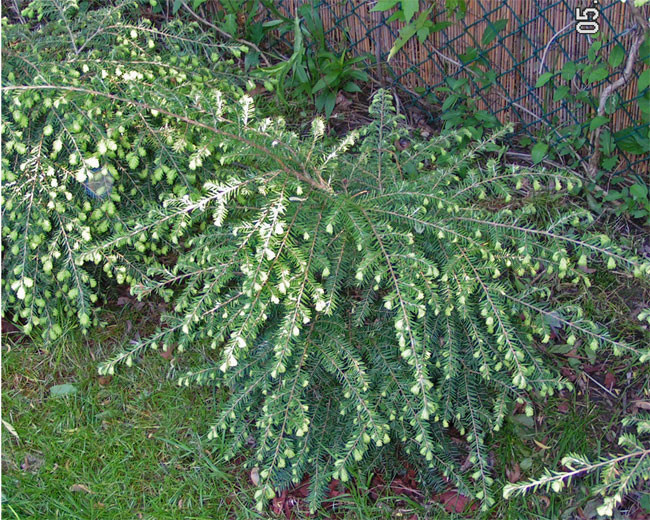 pruning small hemlock