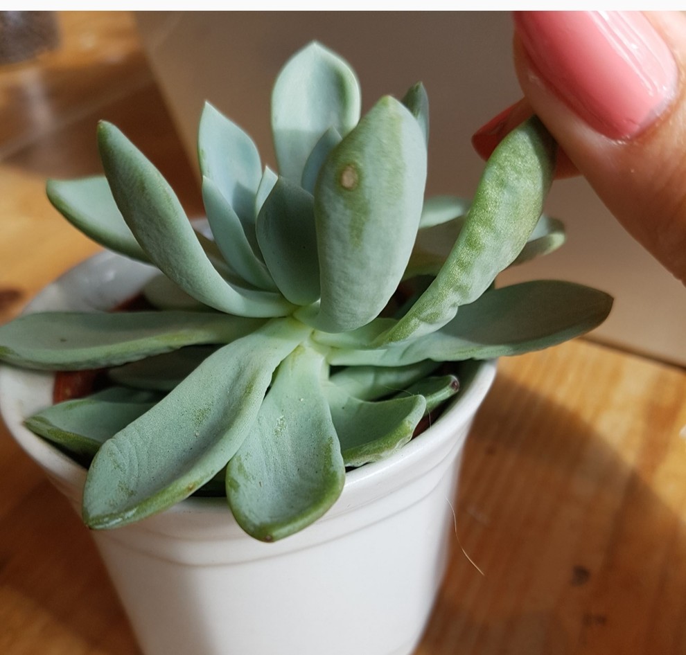 Soft and wrinkly succulent, HELP!