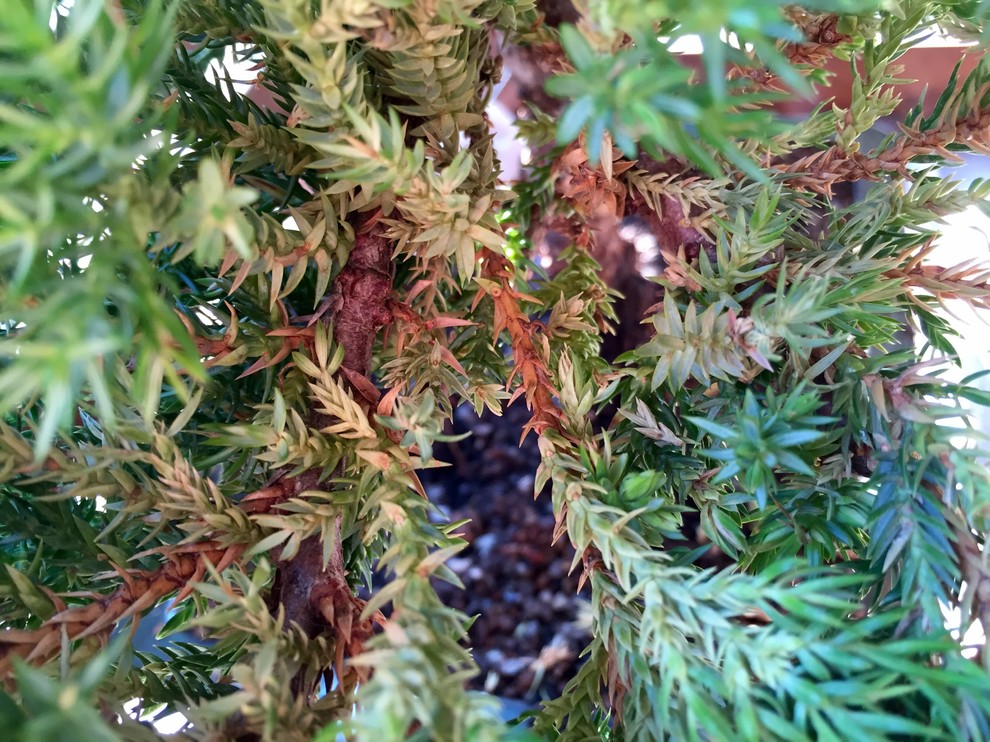 Browning Juniper Procumbens Nana | Houzz Forum