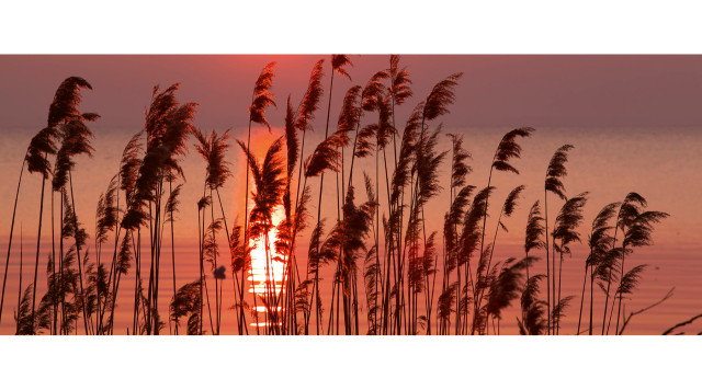 Reed On Lake Wall Mural - Contemporary - Wallpaper - by Brewster Home ...