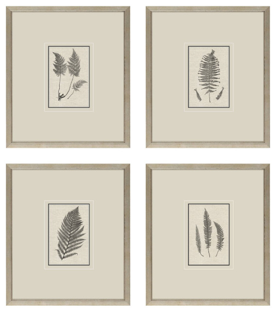 Petite Ferns Artwork, 4-Piece Set - Tropical - Prints And Posters - by ...