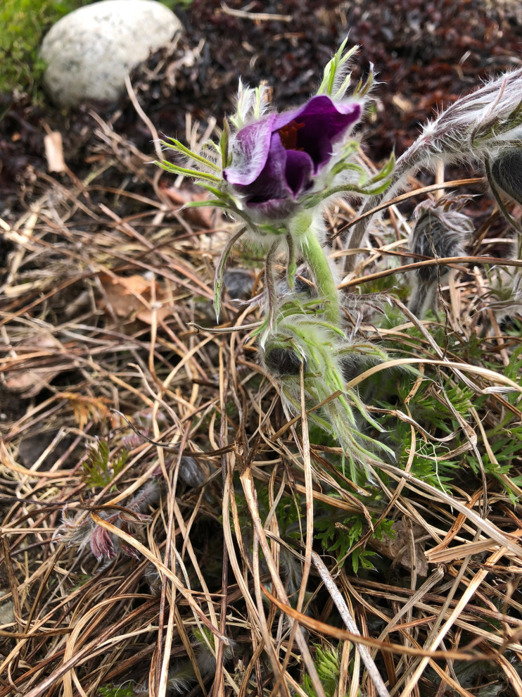 Flower identification