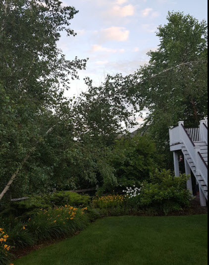 Multi trunk birch trees - Trunk/Branch leaning over question