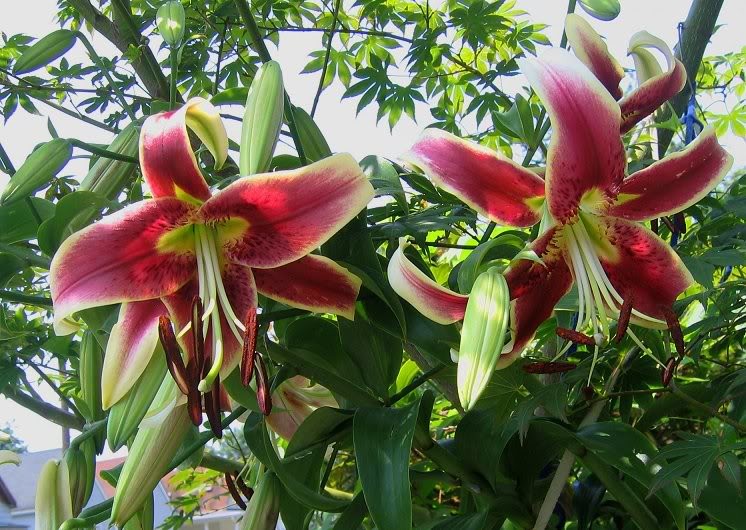 'Midnight' strain is blooming