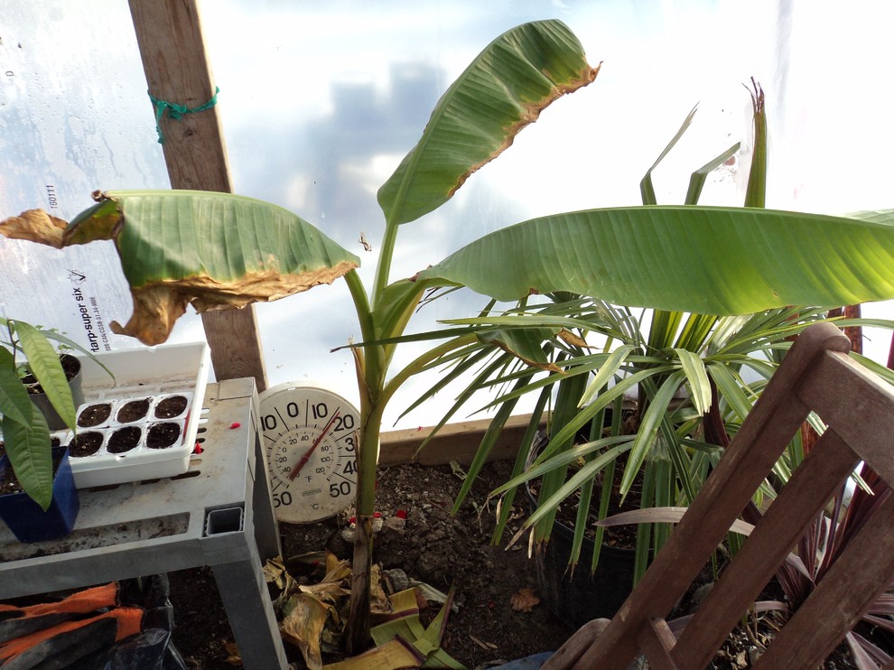 Musa Basjoo... growing?!!