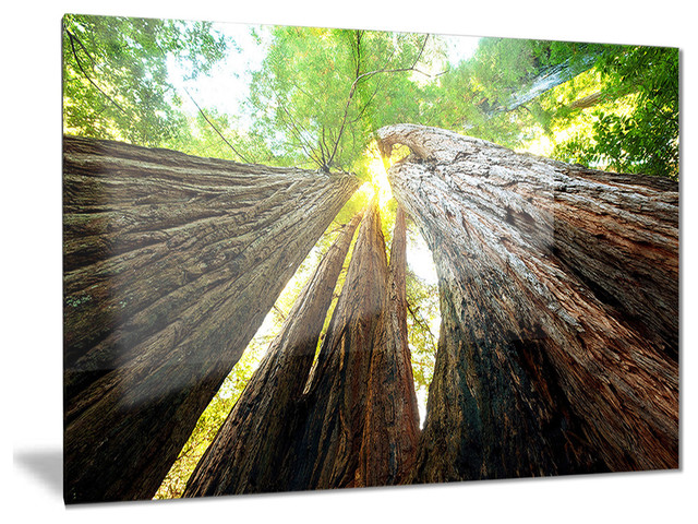 "Sequoia Tree" Photography Glossy Metal Wall Art, 40"x30 ...