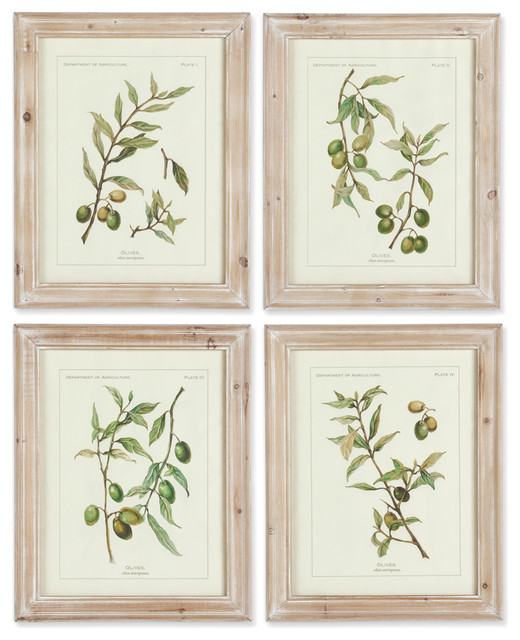 Framed Olive Leaf Botanical Prints, Set of 4 - Tropical - Prints And ...