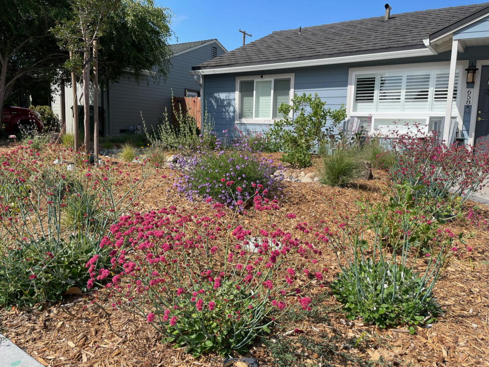 California Native Plants- Front and Back Yard Design - Craftsman ...