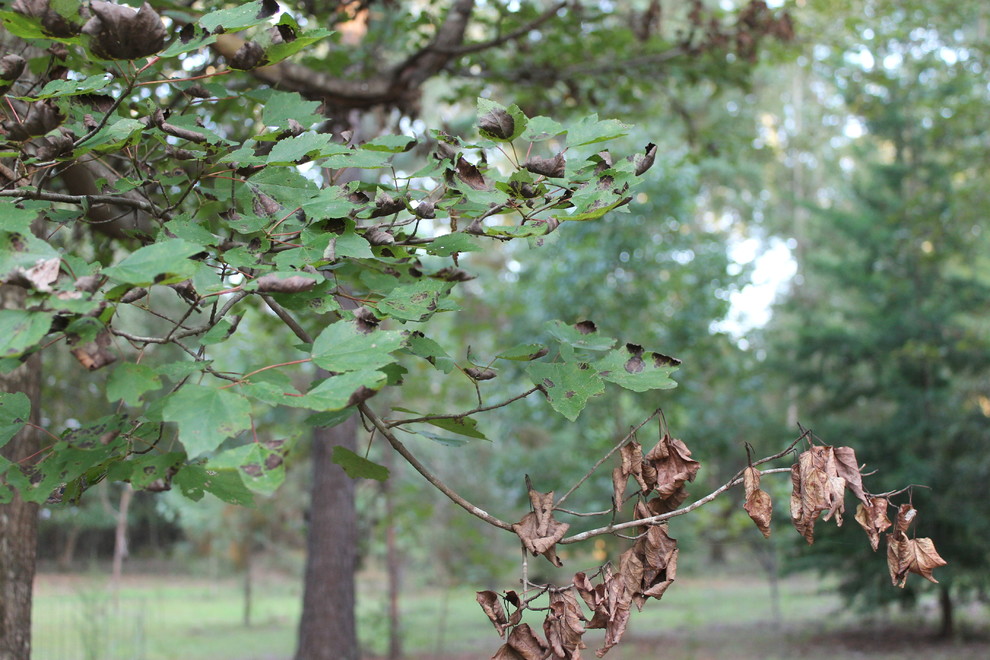 Declining Red Maples