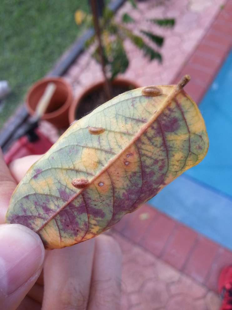 Insects damaging carambola tree