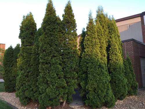 Privacy Screen - 12' between fence and house. Spartan Juniper?