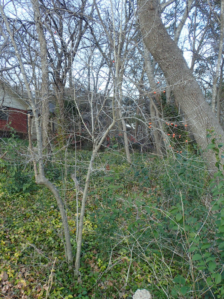 Common Hackberry (Celtis occidentalis) Tree? | Houzz Forum