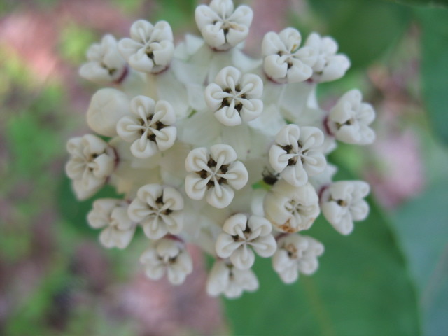 Hoyas growing wild in my yard!