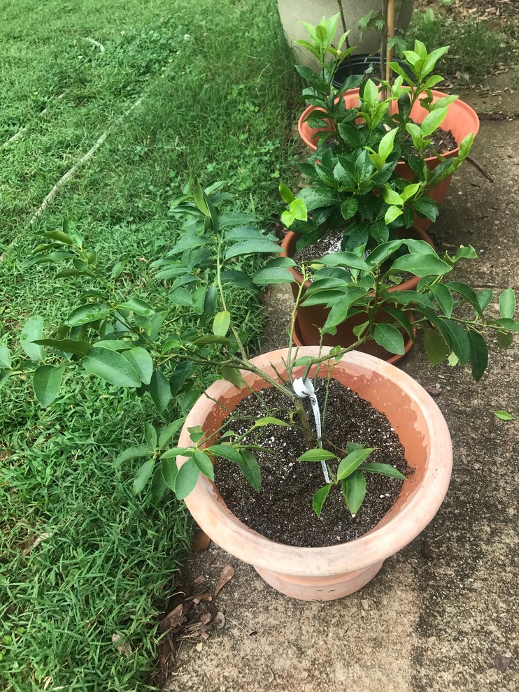 Key Lime Tree - Pruning?