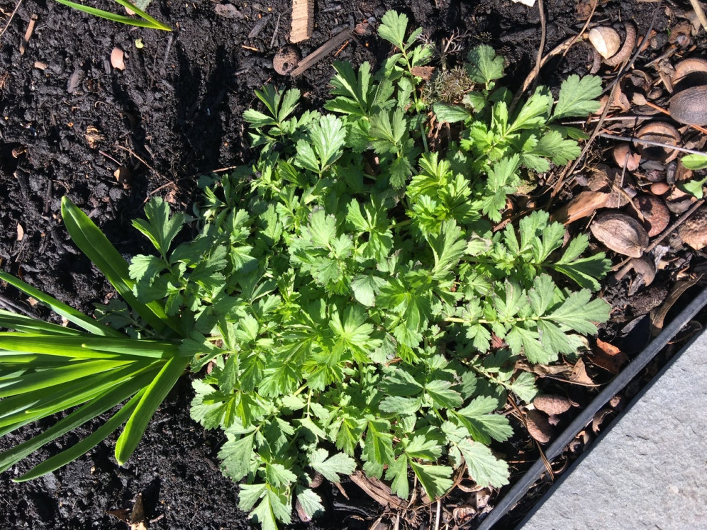 Weed /plant identification please