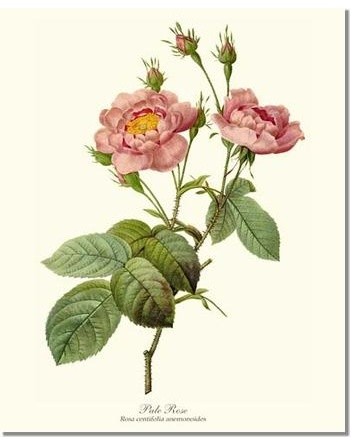 Vintage Botanical Rose Art : Pale Rose, 5x7 Print - Traditional ...