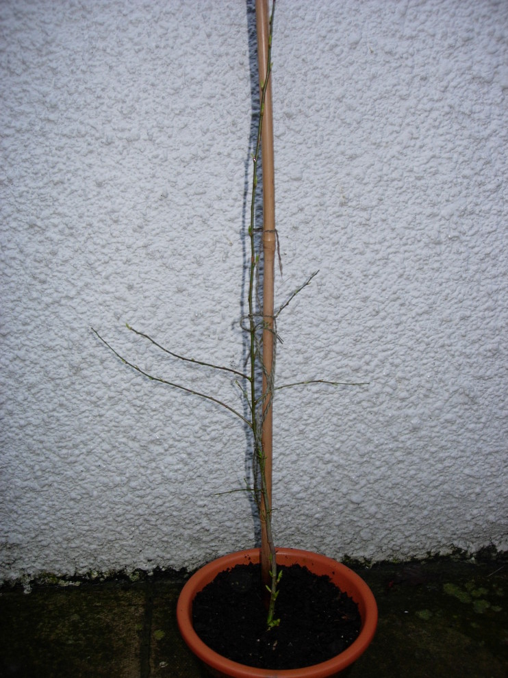 Need Help with my Baby Plum Tree!
