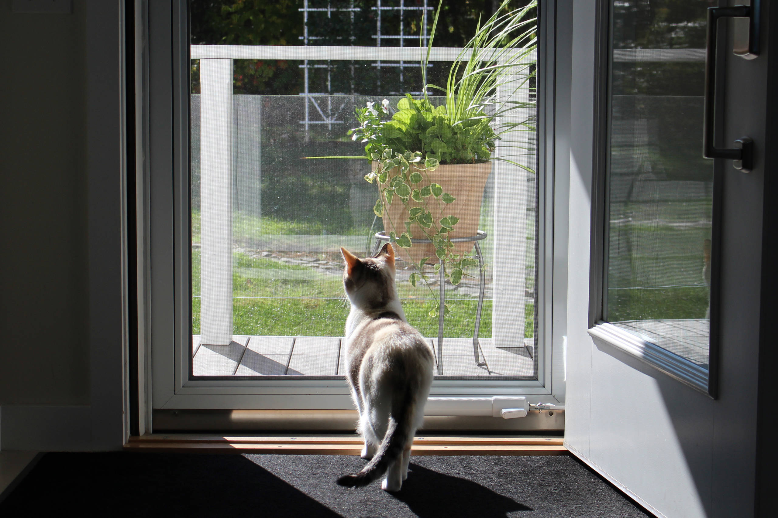 Pet of the Week: Blue and Splinter Find a Home in Pennsylvania