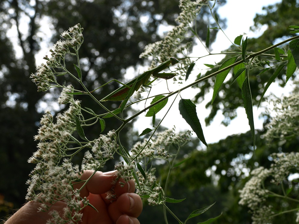 Great Design Plant: Conoclinium Coelestinum
