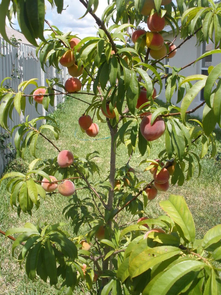 Tropic Beauty peach tree