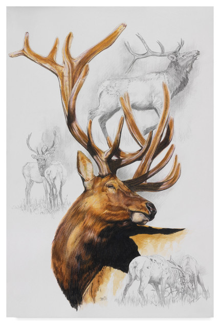 "Elk" by Barbara Keith, Canvas Art, 22"x32" - Rustic - Prints And ...
